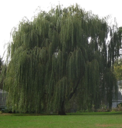 Willow Tree – a tanka – from a tree’s perspective | The Uncarved Blog
