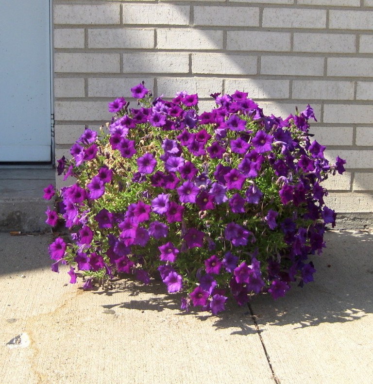 potted purple petunias poem @kenchawkin pays homage to @W_C_Williams’s ...